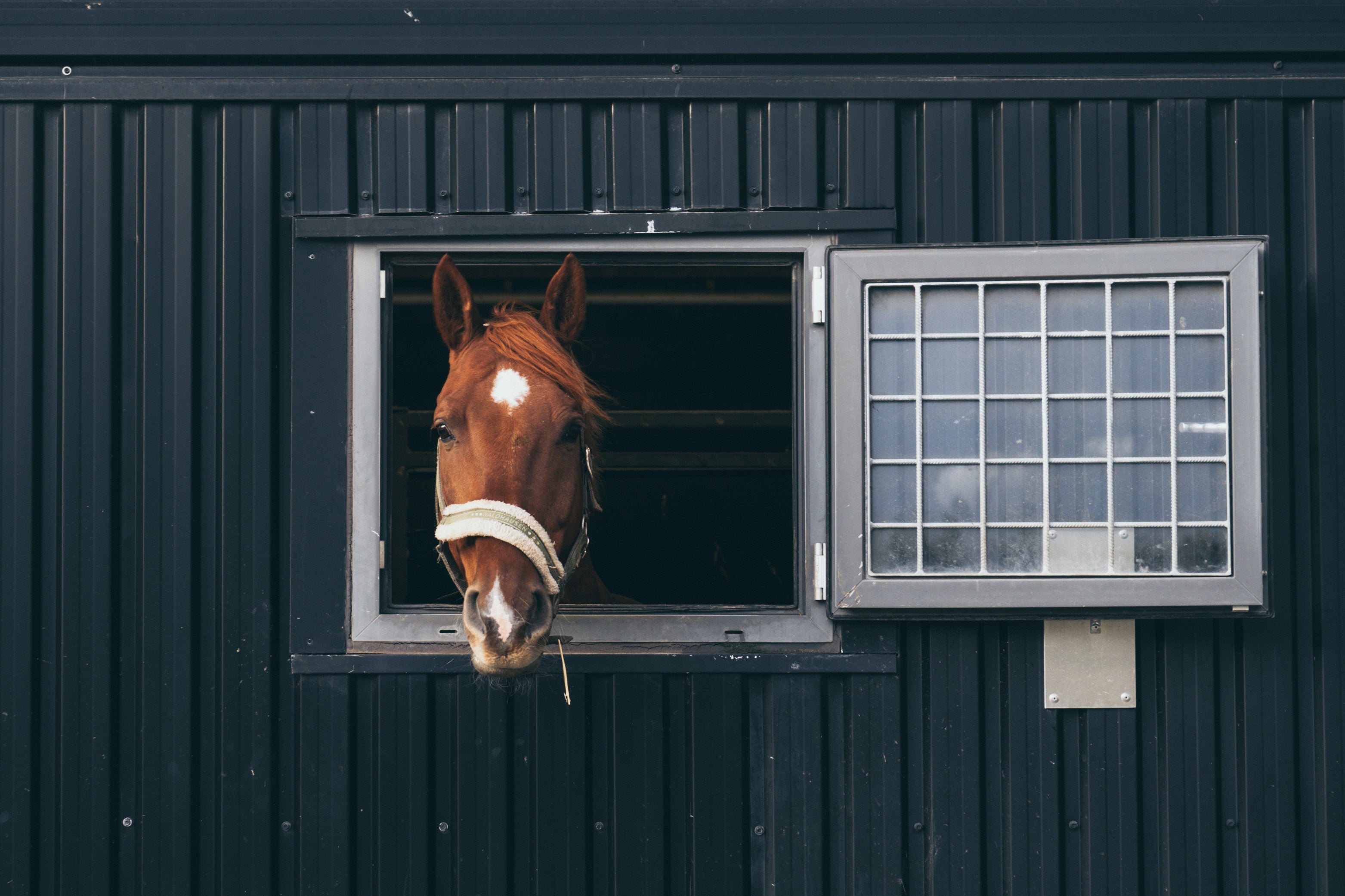 Boarding – PNW Equine Network