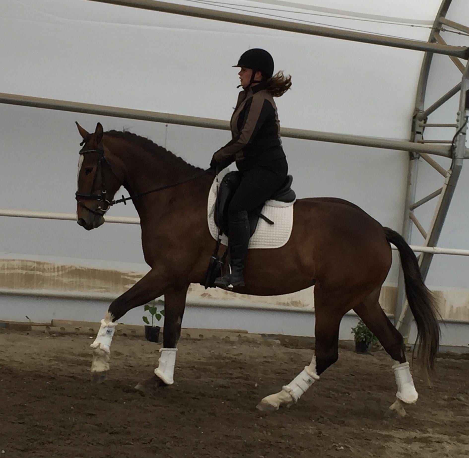 Logos – PNW Equine Network