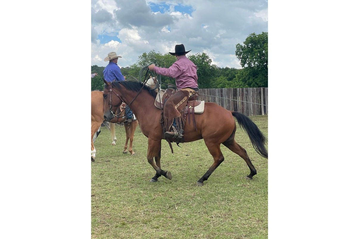 RD Ranch Versatility Horses – PNW Equine Network